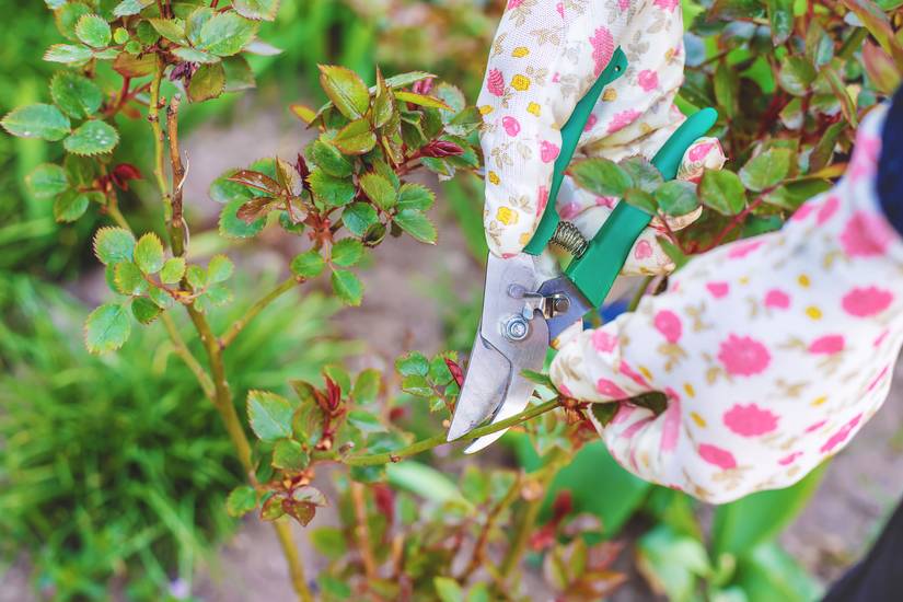5 Tips For Caring For Your Rose Bushes in Fall