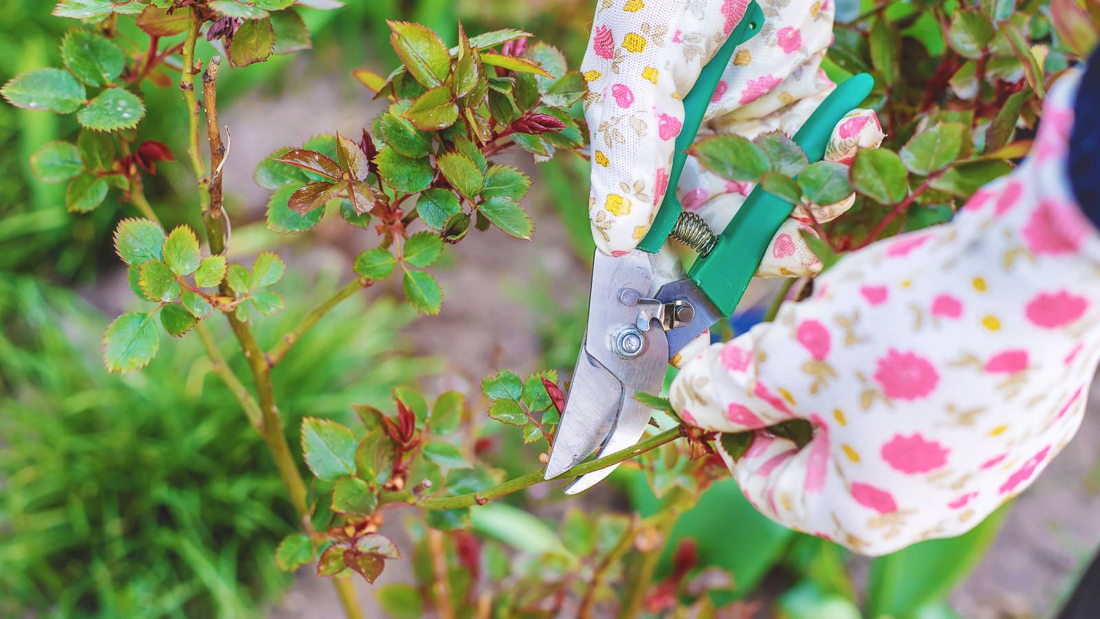 7 Tips For Pruning Knock Out Roses
