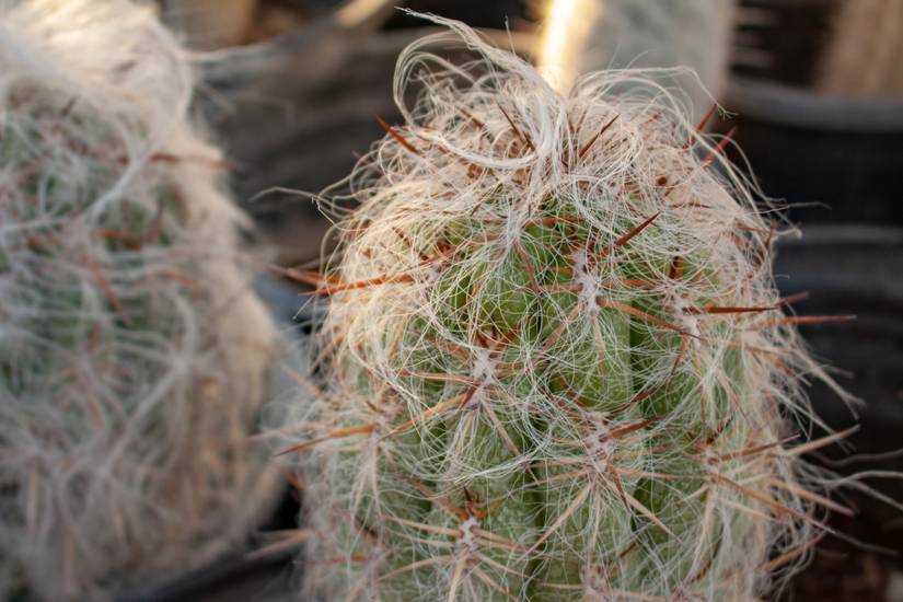 5 Best Creepy Plants For Halloween