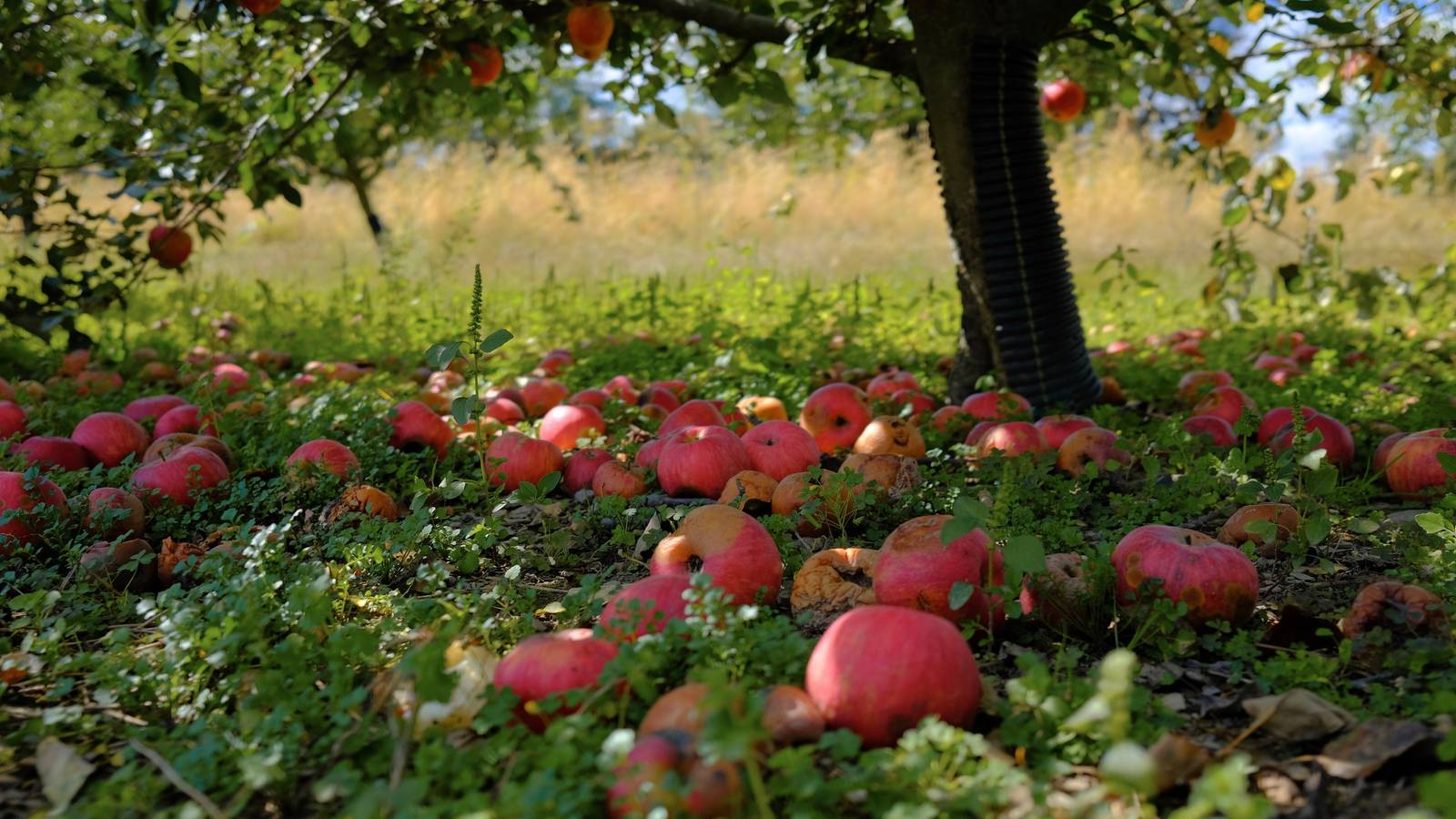 Best Fallen Apple Tools: 4 Affordable Solutions