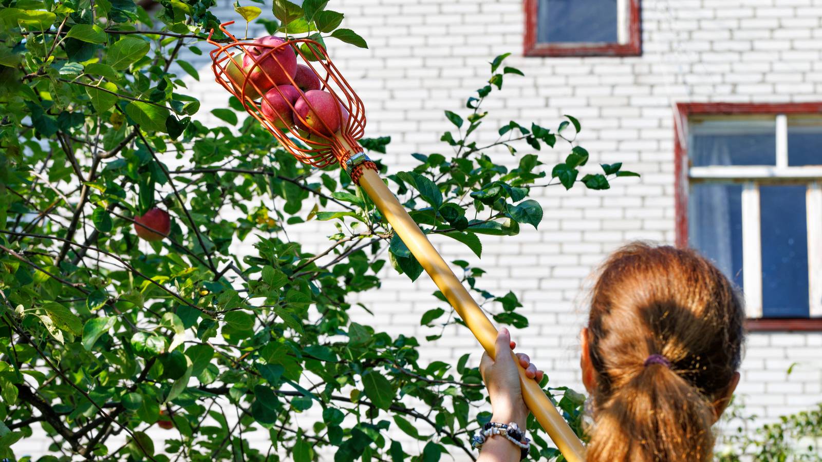 Best Apple Picker Tool