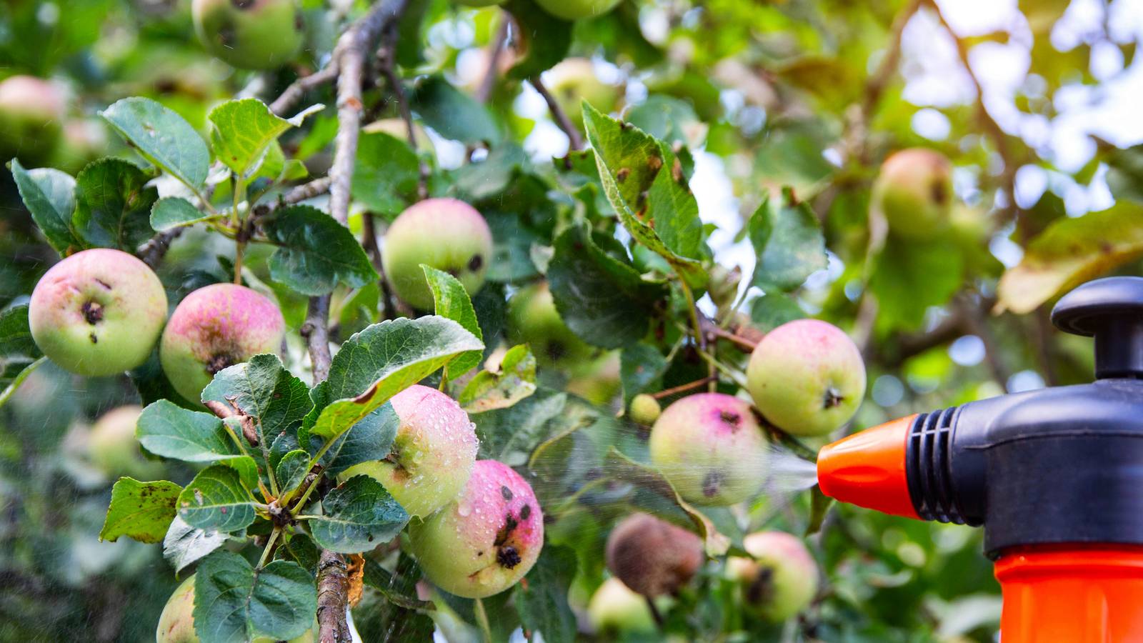 5 Ways to Prevent Powdery Mildew on Your Apple Trees