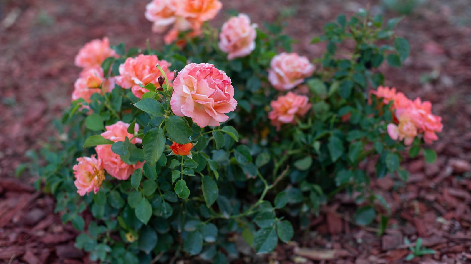 The Best Mulch For Your Rose Bushes