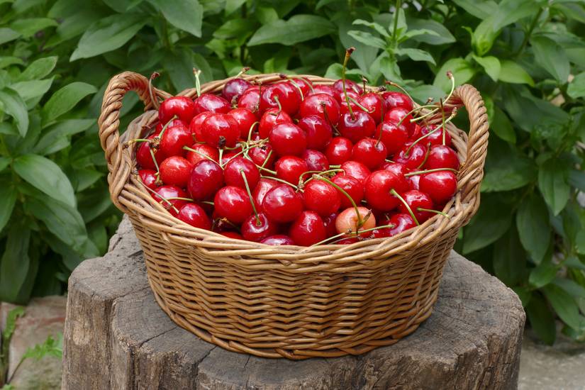 garden cherries