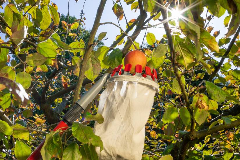 Best Apple Picker Tool