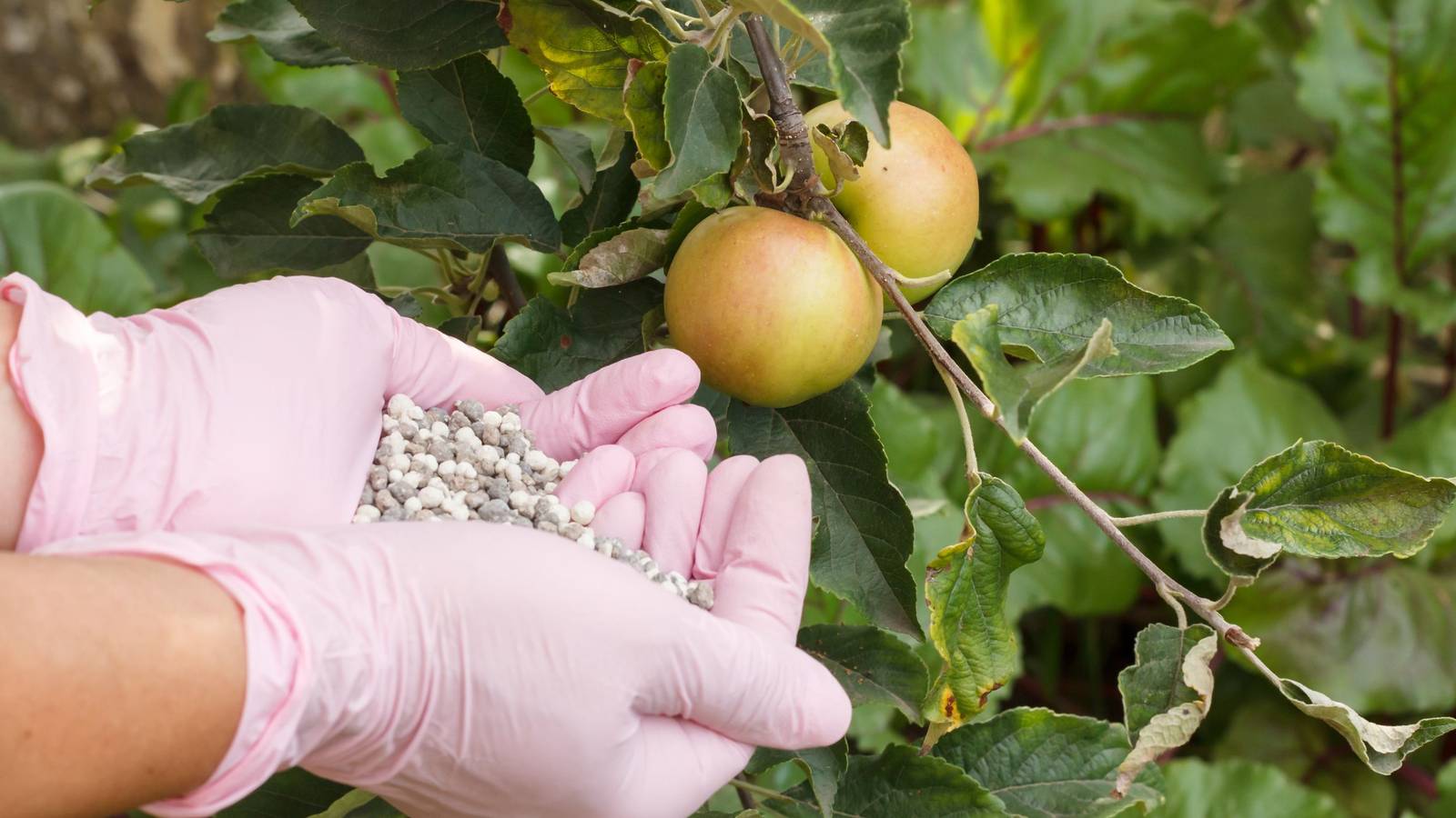 5 Best Fertilizers For Apple Trees
