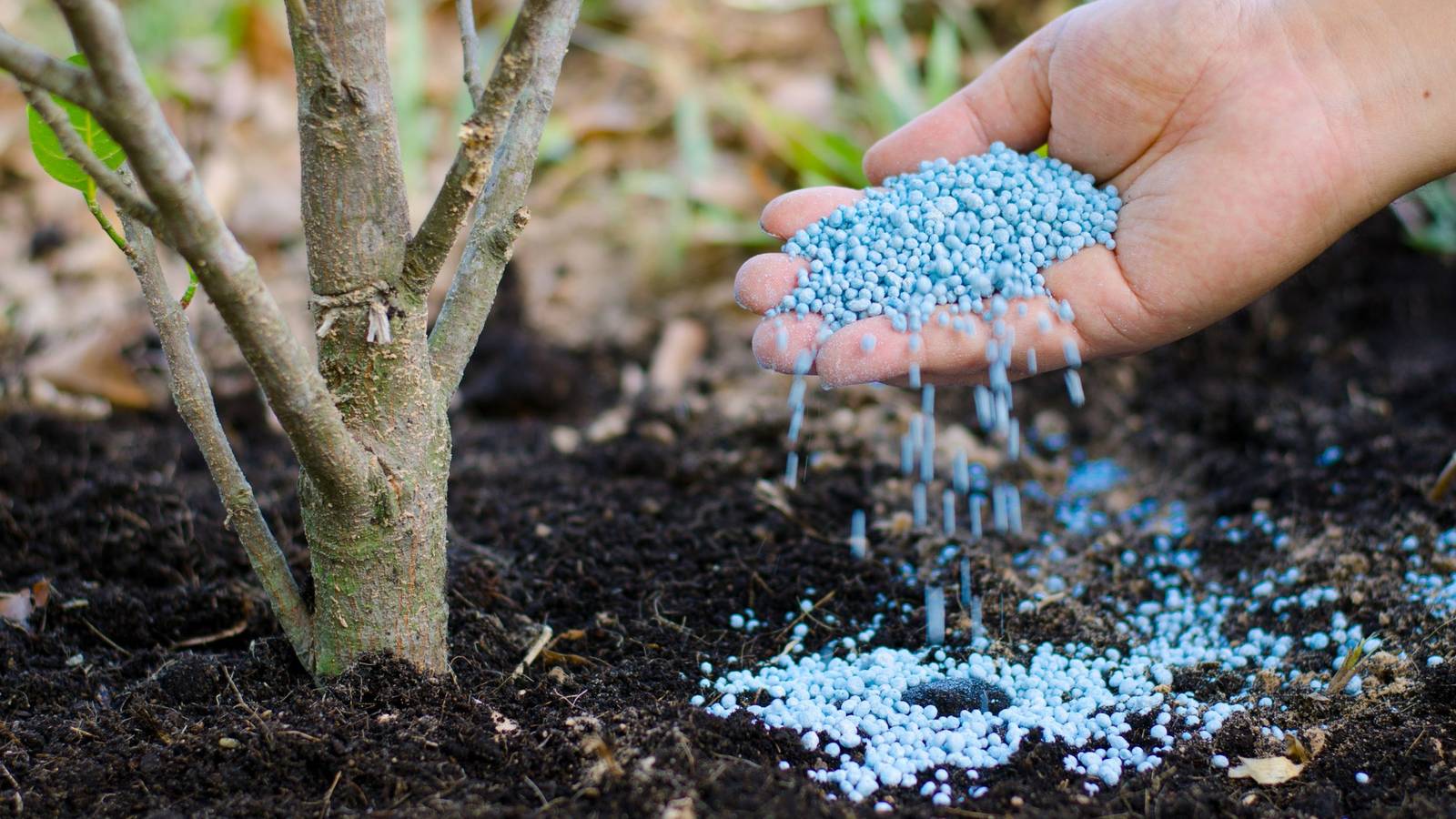 5 Best Fertilizers For Your Trees and Shrubs