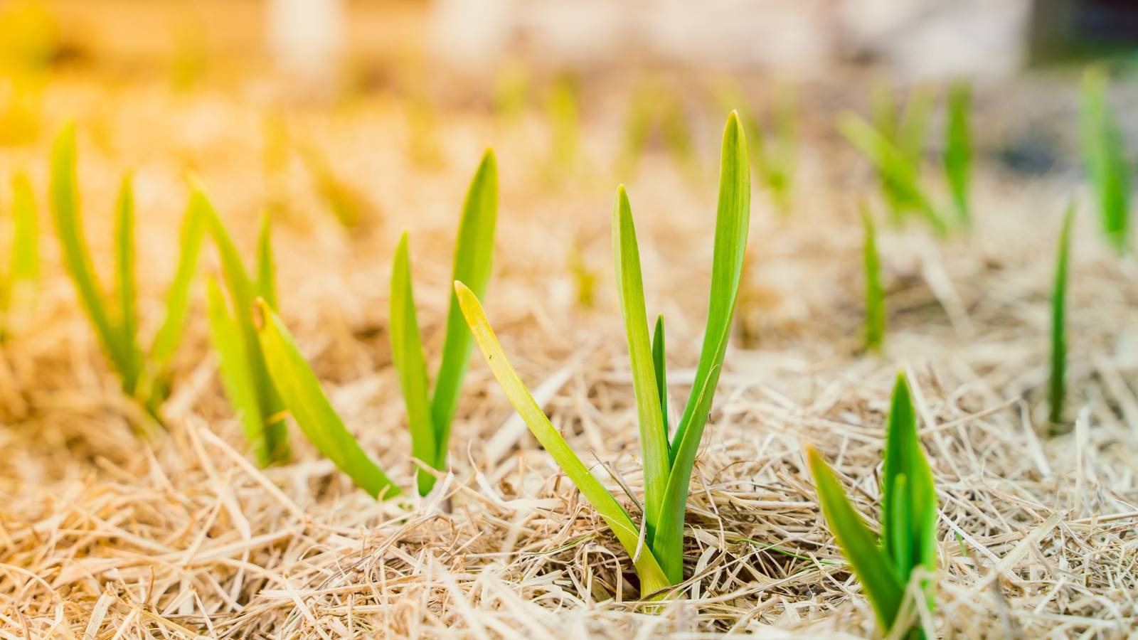 The Best Mulch For Garlic