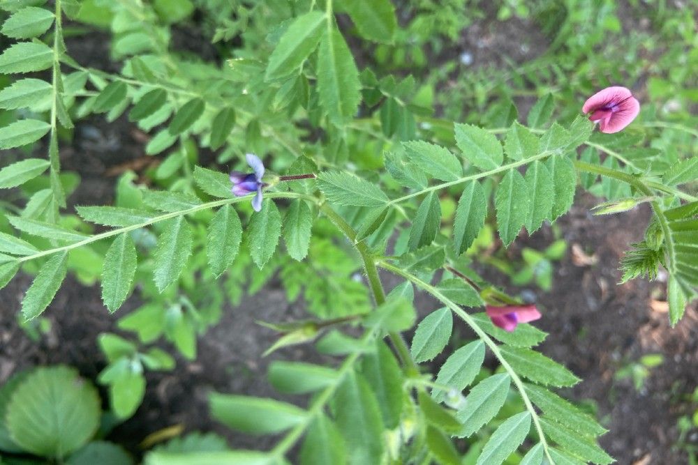 How to Grow Chickpeas in Your Home Garden