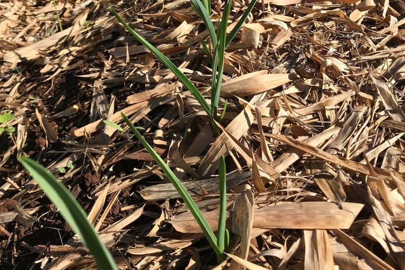 The Best Mulch For Garlic