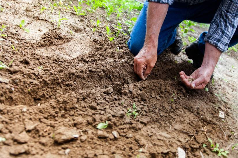 5 Tips For Planting Cover Crops in Your Home Garden