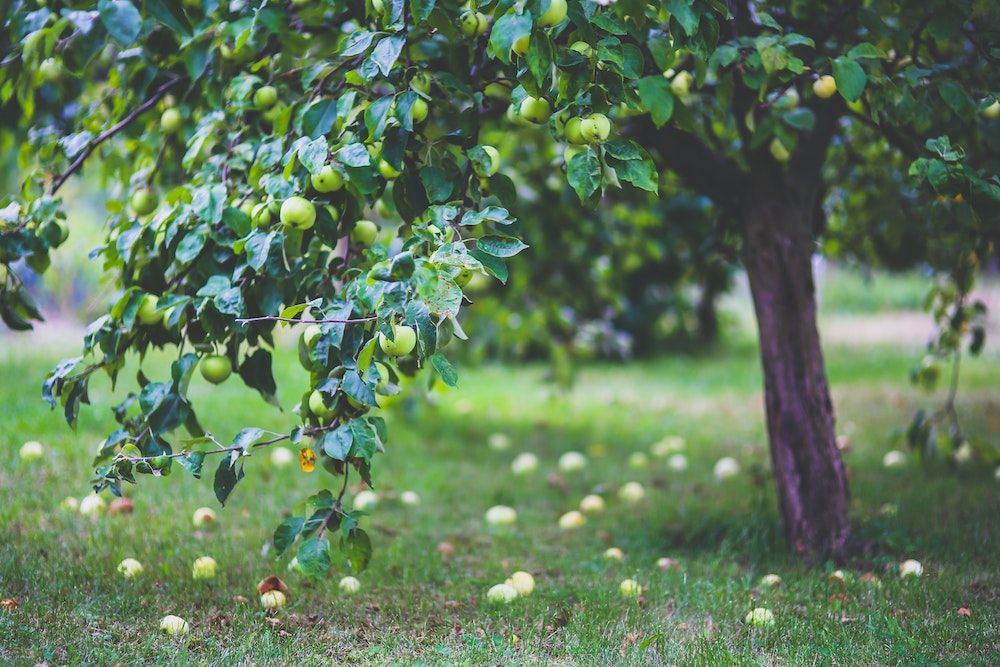 5 Ways to Prevent Powdery Mildew on Your Apple Trees