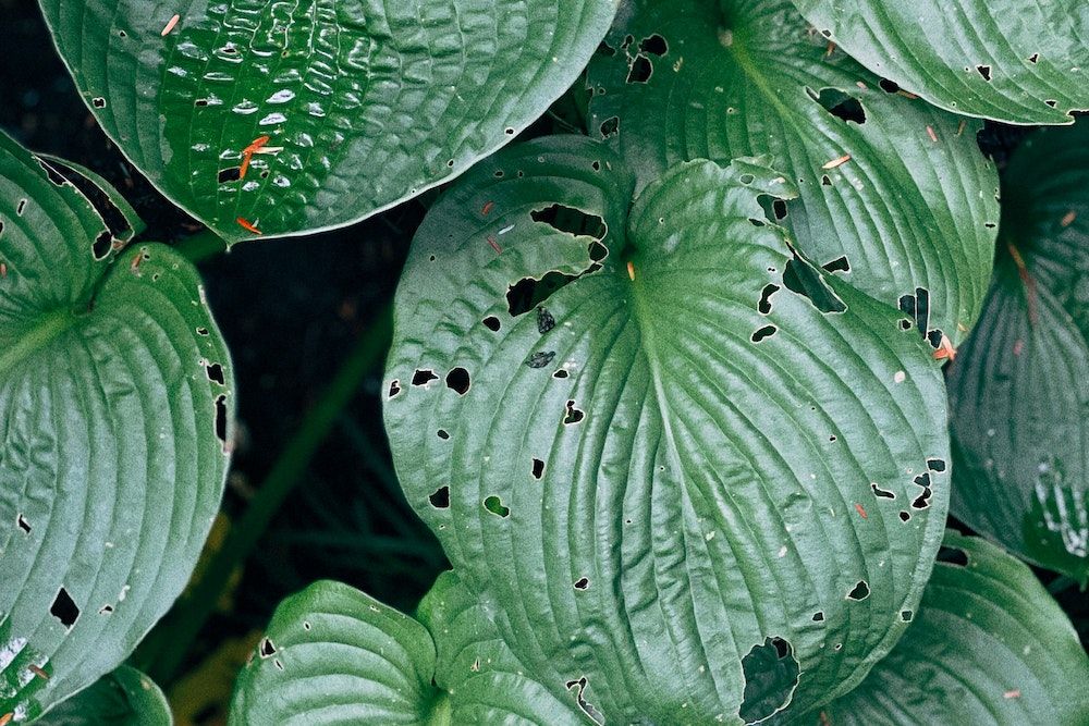 How to Care For Hostas in the Fall