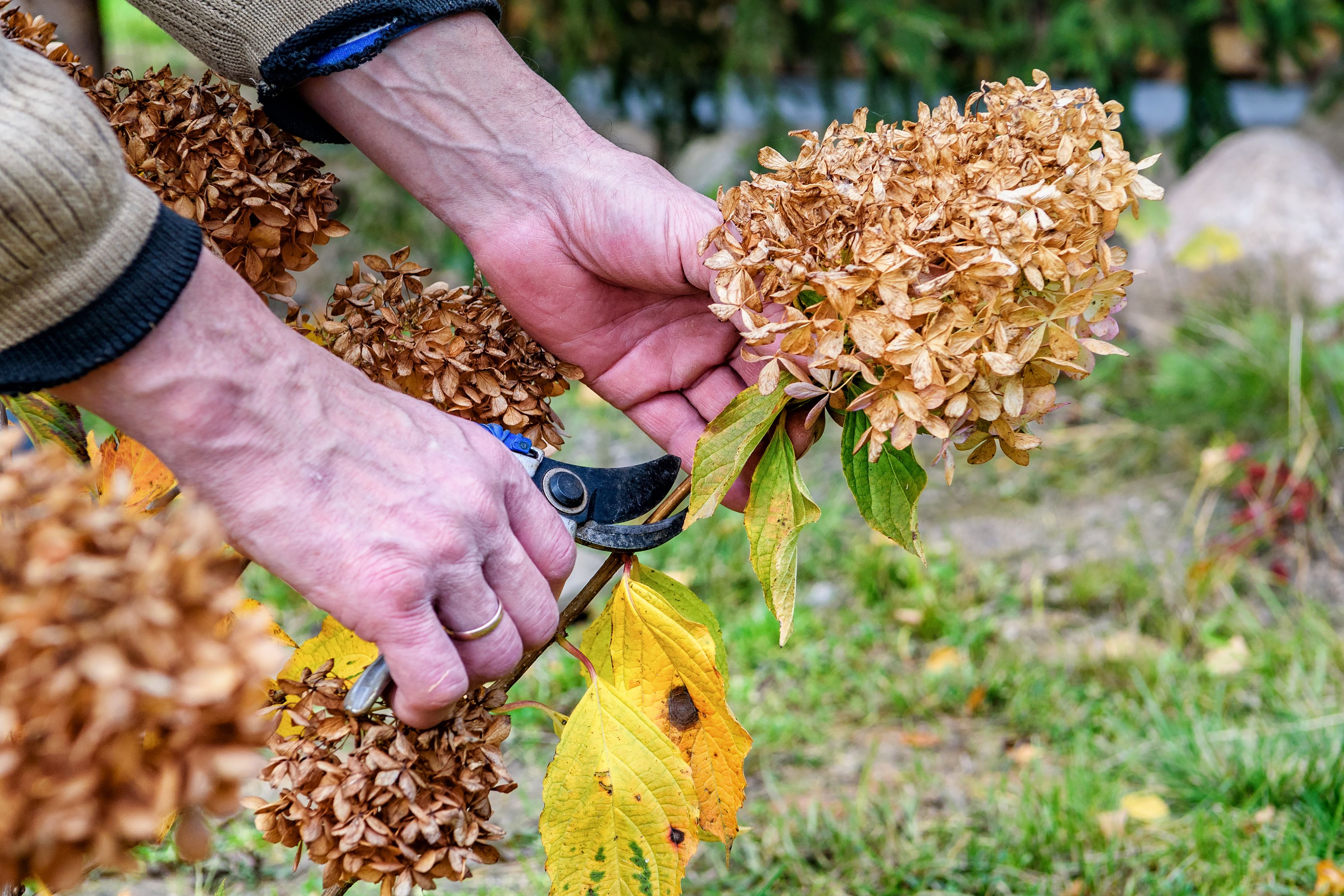 7 Tips For Pruning Oakleaf Hydrangeas