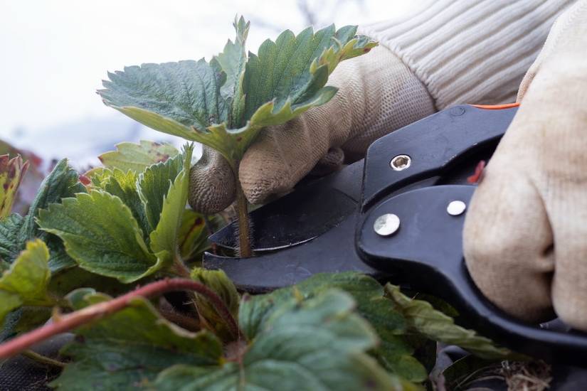 Should You Cut Back Strawberry Plants in Fall?