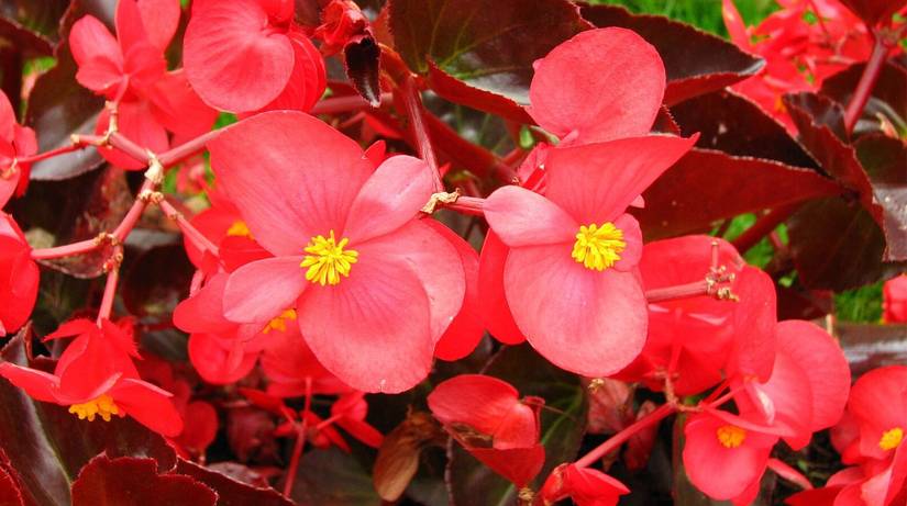 5 Tips For Caring For Potted Begonias