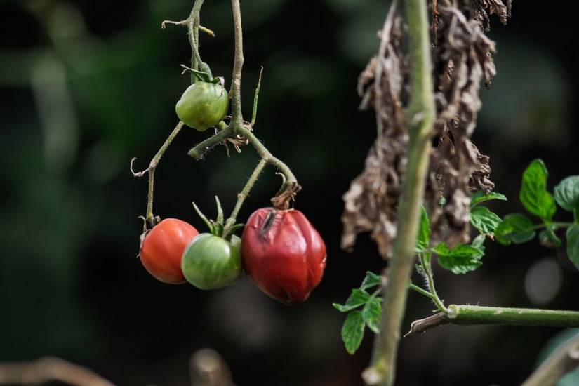 Why Your Tomato Plants Are Hollow