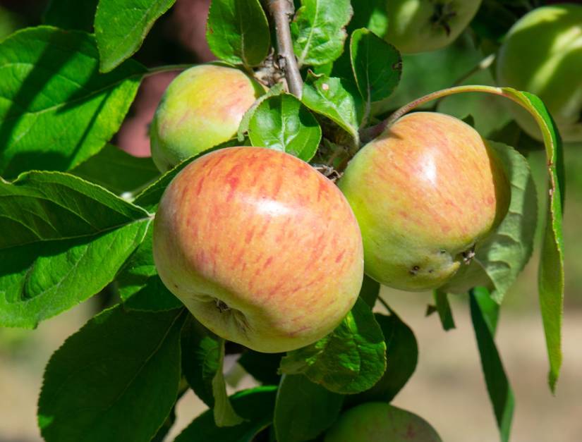 7 Green Apple Varieties to Grow in Your Garden