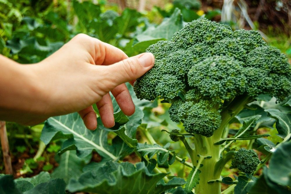 How to Harvest Broccoli