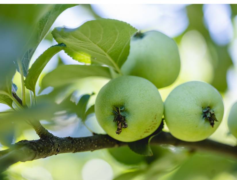 7 Green Apple Varieties to Grow in Your Garden
