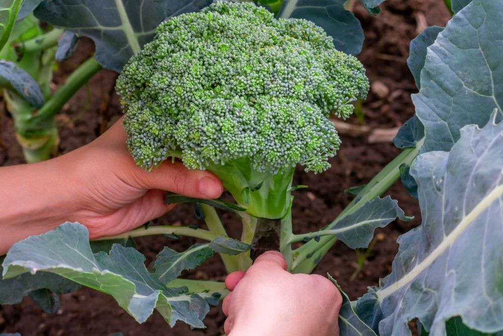 How to Harvest Broccoli
