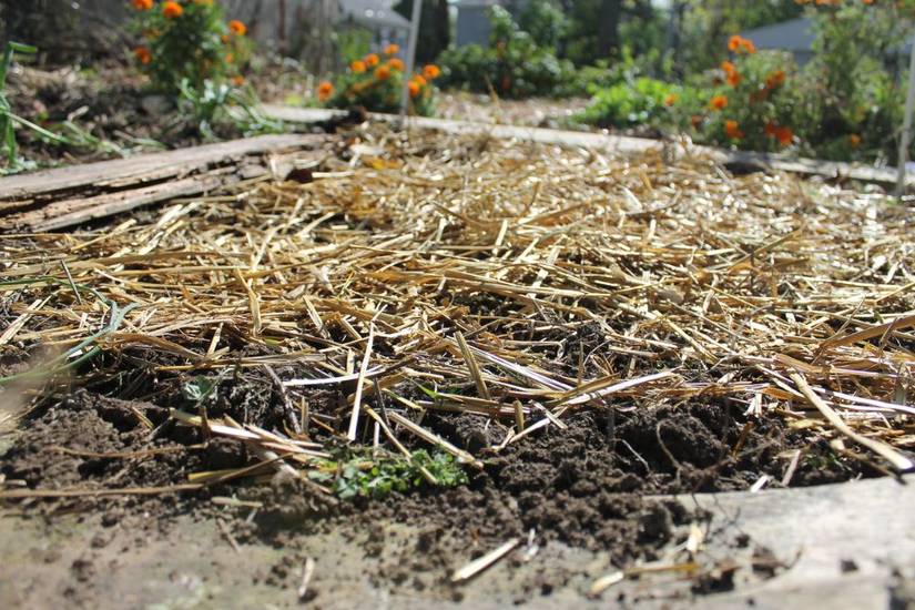 The Best Mulch For Garlic