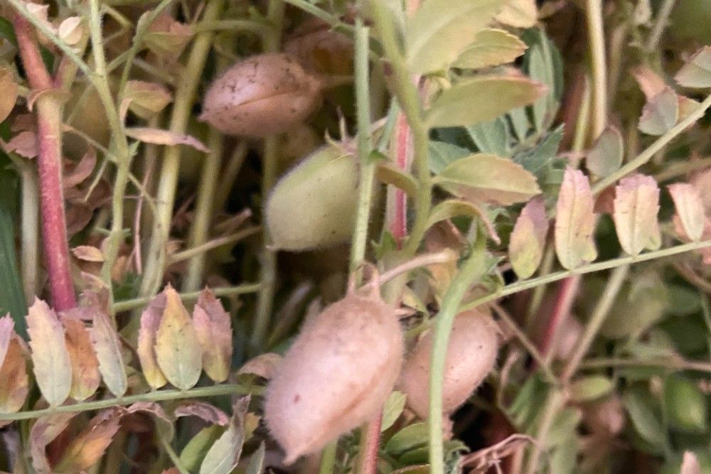 How to Grow Chickpeas in Your Home Garden