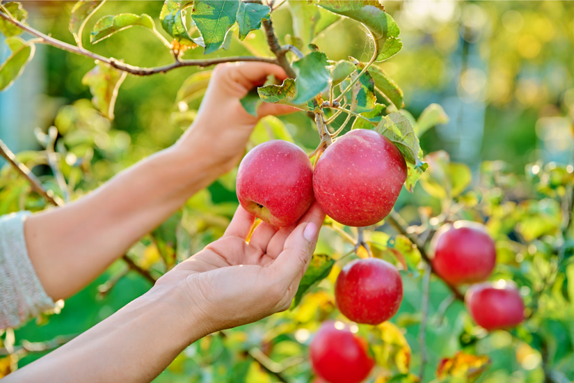 When and How to Harvest Apples