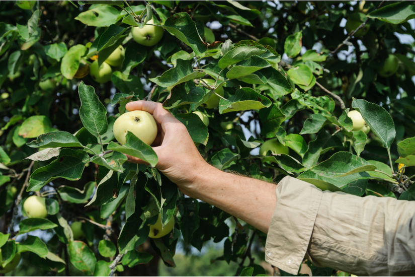 When and How to Harvest Apples