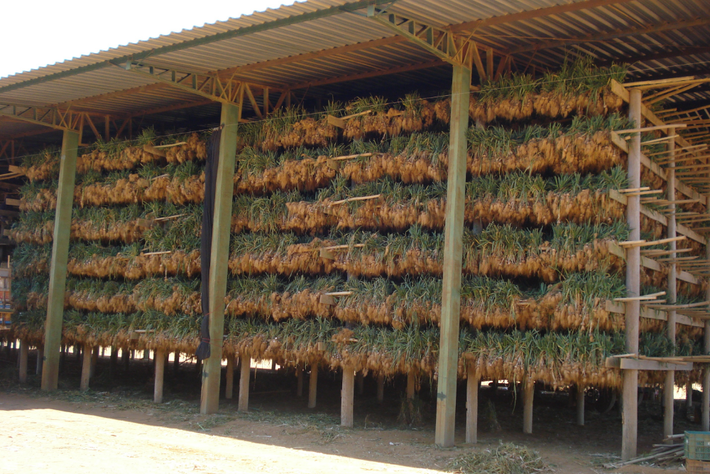5 Tips For Harvesting Garlic
