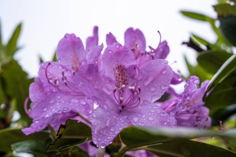 4 Tips For Caring For Rhododendrons in Fall