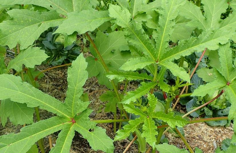4 Best Okra Varieties For Your Vegetable Garden