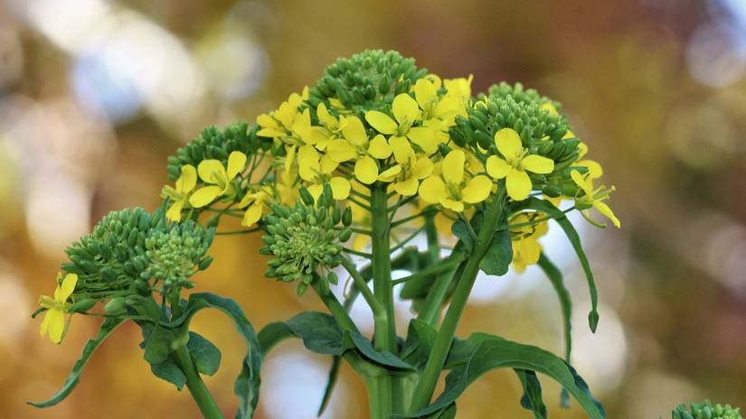 Why Your Broccoli Heads Become Loose and Bitter