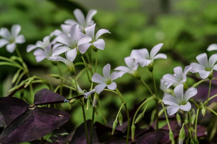 9 Plants That Move