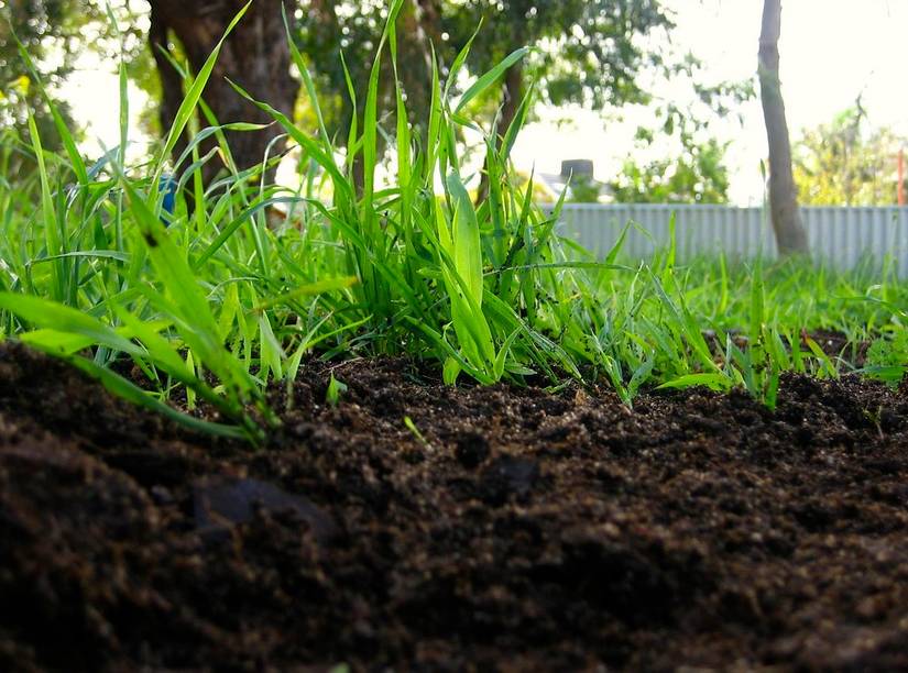 8 Reasons to Use Lime on Your Lawn