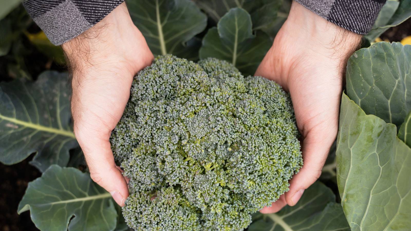 Why Your Broccoli Heads Become Loose and Bitter