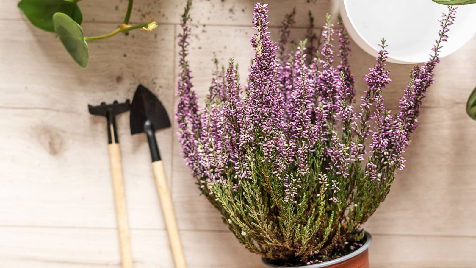 How to Grow Lavender Indoors
