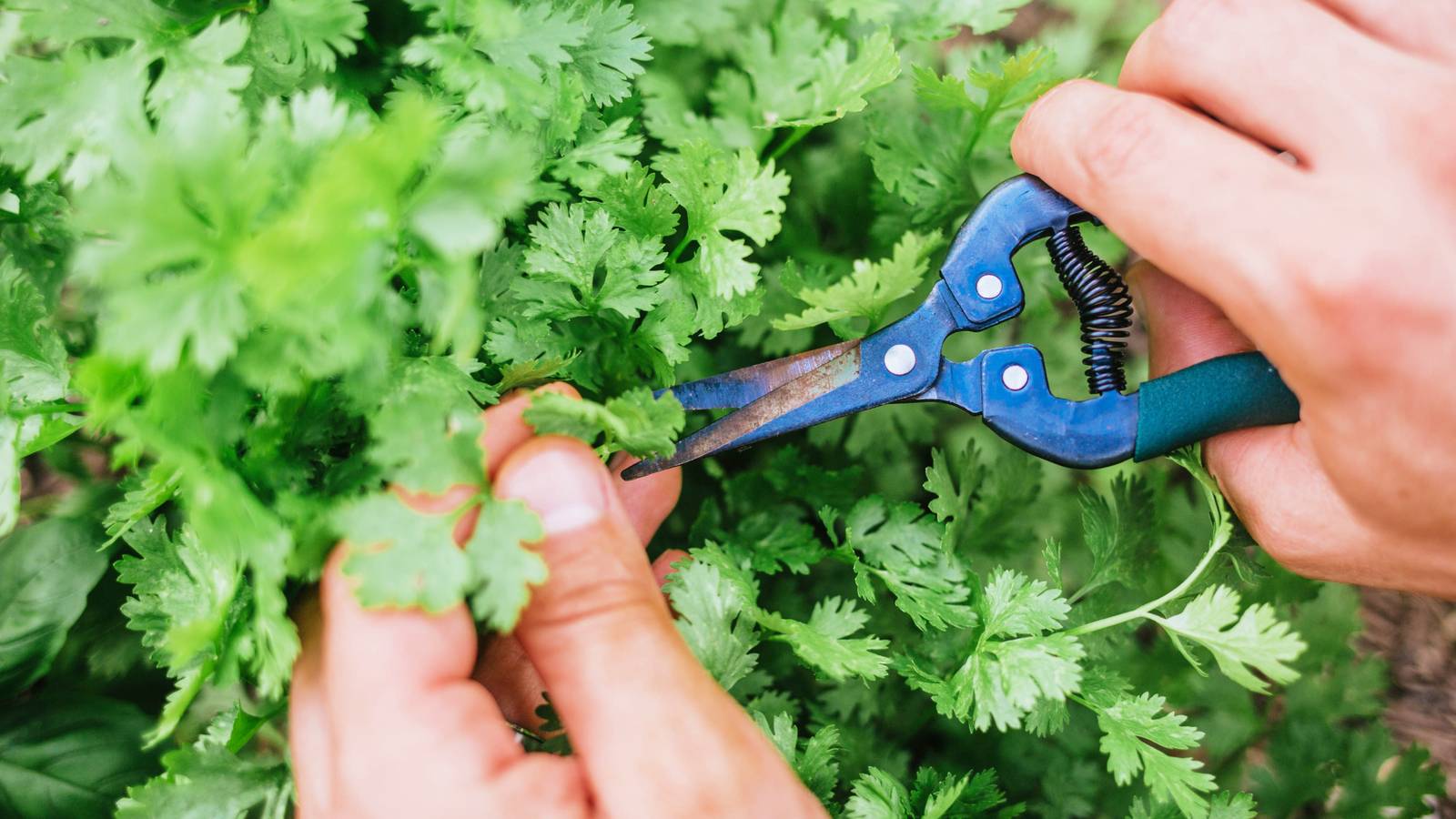 How to Harvest Cilantro