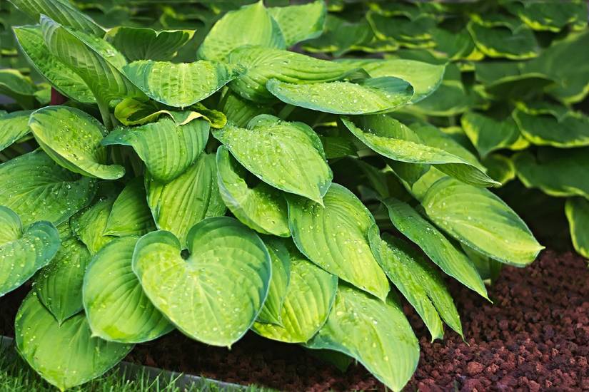5 Common Hosta Diseases to Watch For
