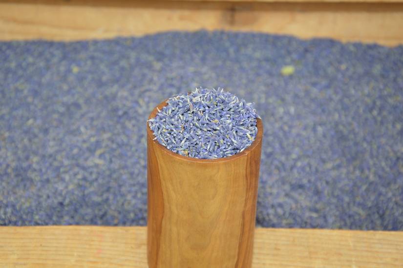 How to Propagate Lavender