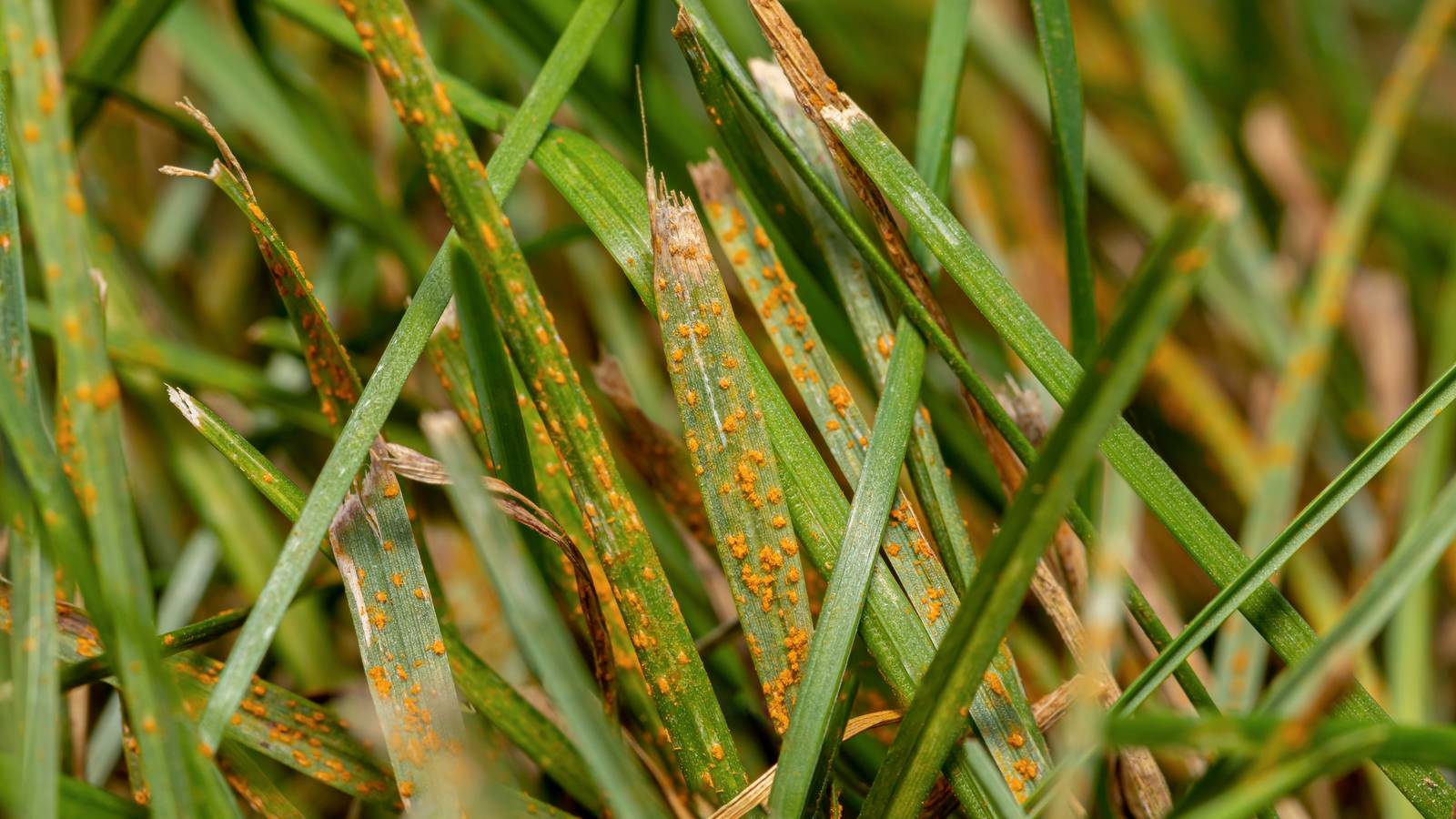 3 Ways to Treat Lawn Rust