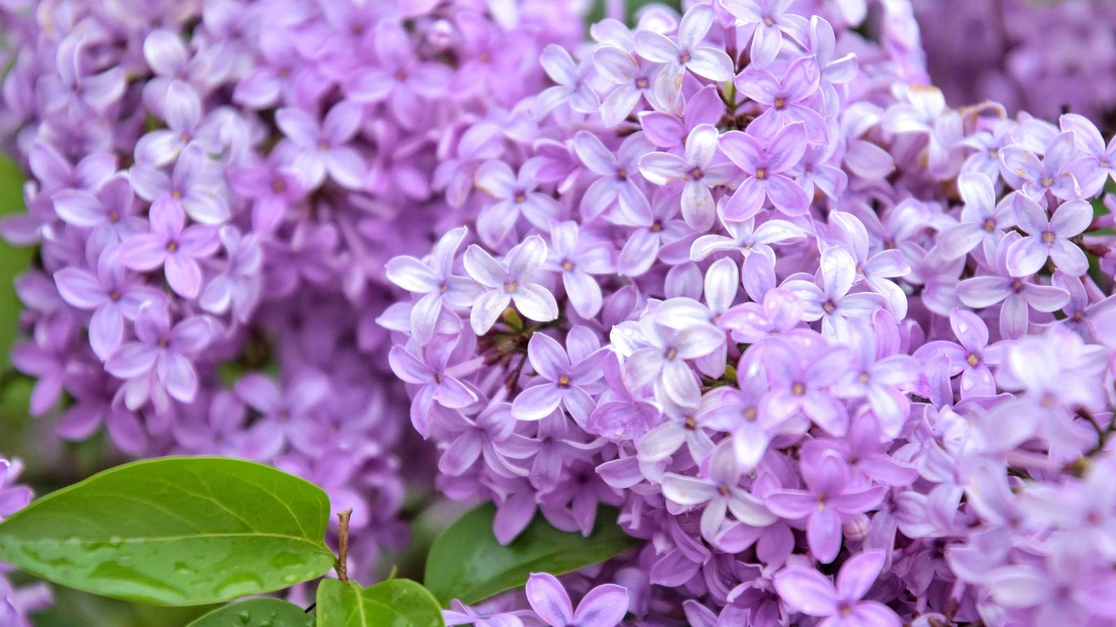 5 Flowers That Show Off Soft Spring Colors in Every Garden