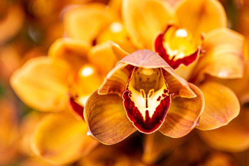 orange orchids