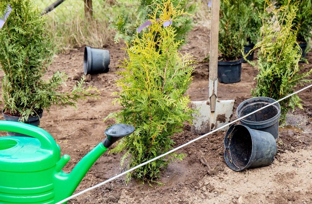 How to Grow Green Giant Arborvitae
