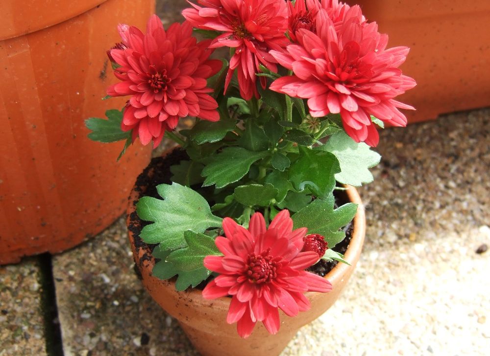 How To Keep Your Mums Blooming All Season Long