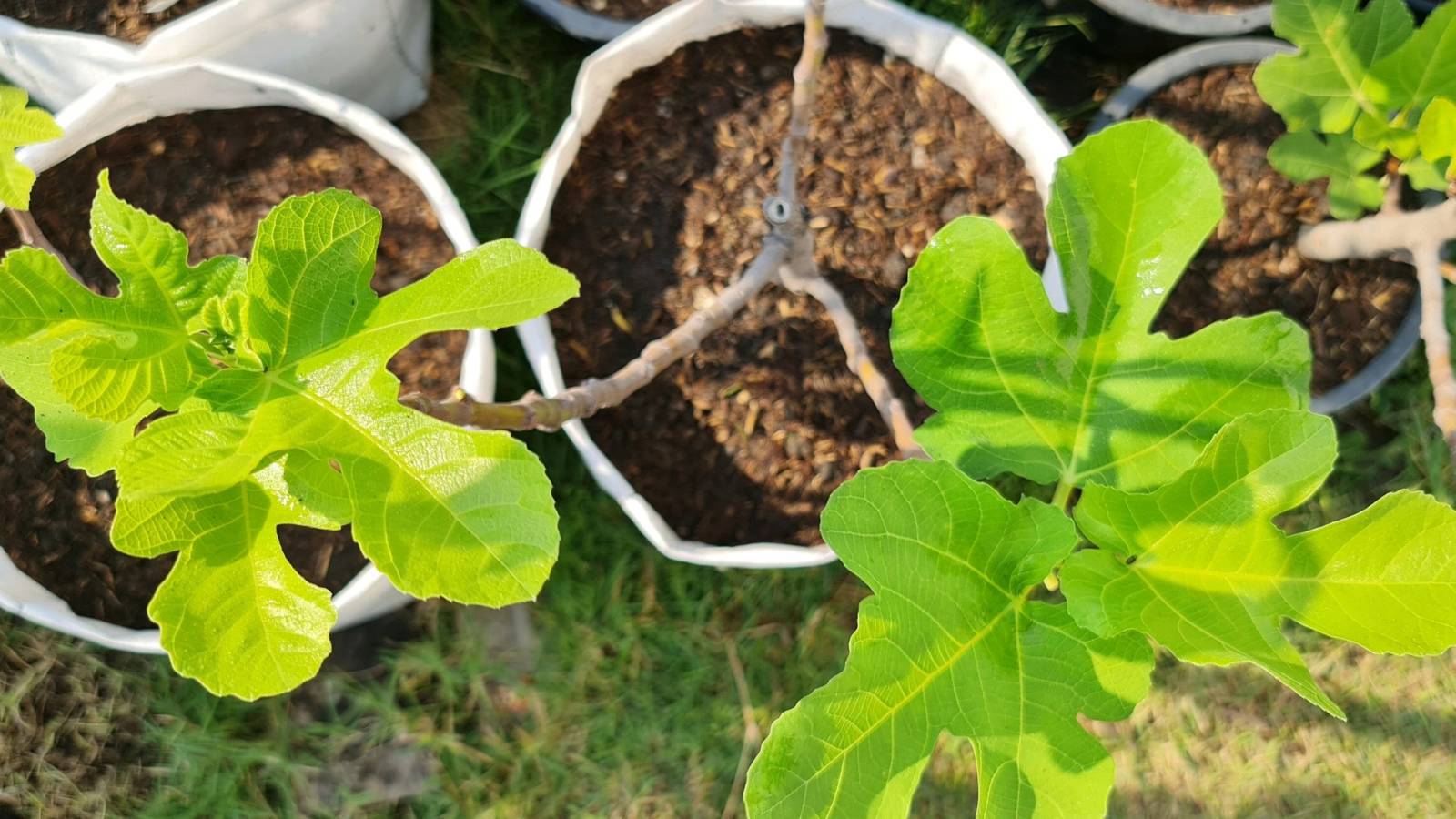 How to Properly Prune Your Potted Fig Tree