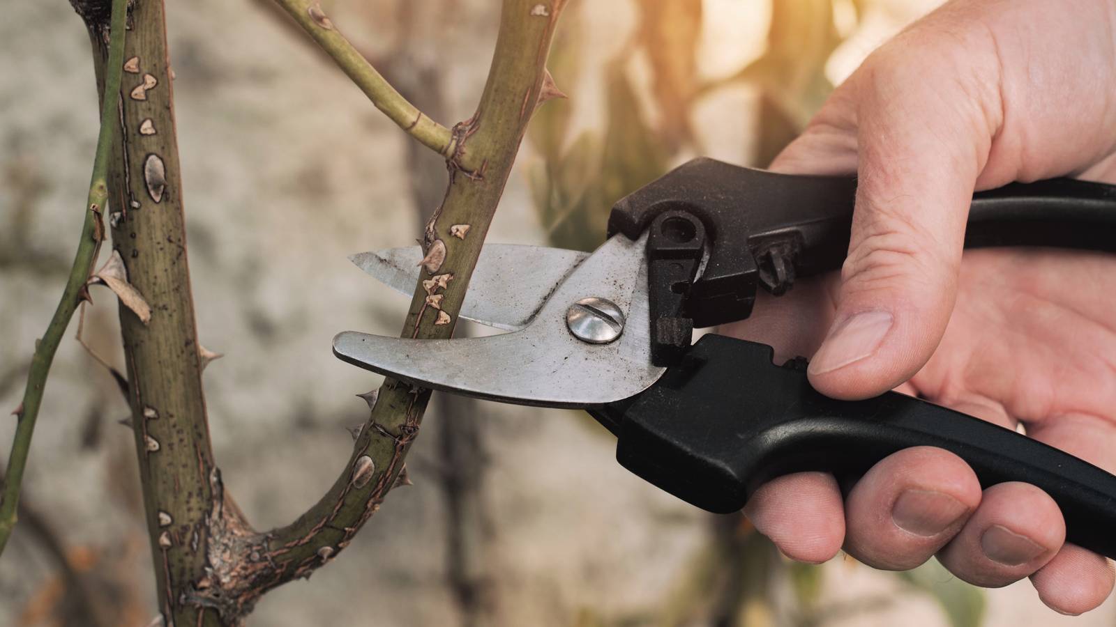 Prune Roses Now For a More Gorgeous Spring