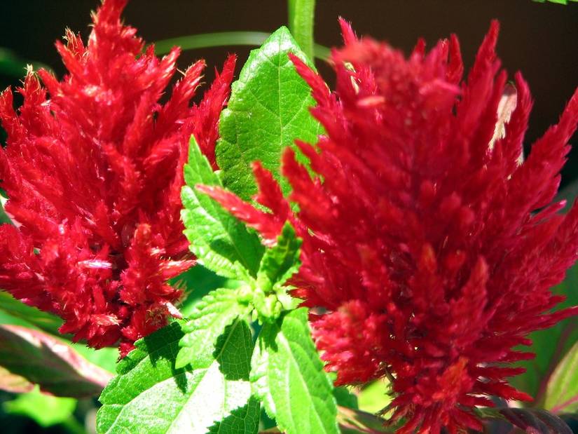 8 Beautiful Fall Flowers to Add to Your Landscape