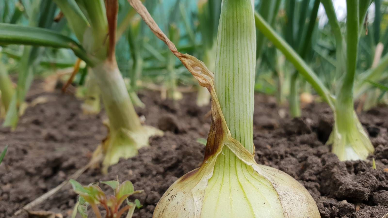 How To Grow Winter Onions