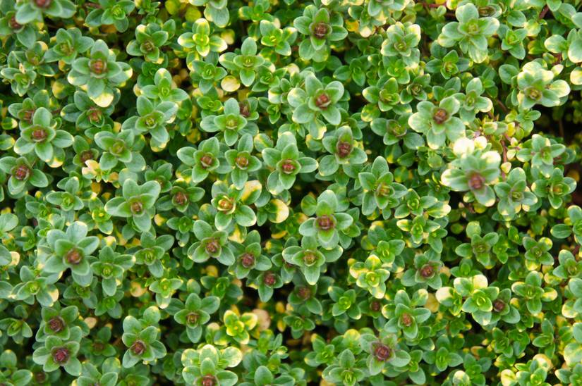 7 Best Thyme Varieties For a Lawn